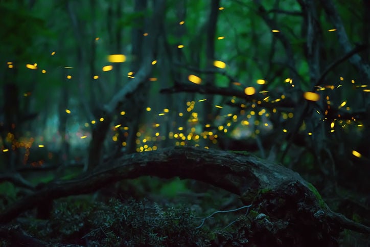 Fireflies In A Forest