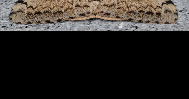 Spongy moth aerial spraying for Cruso postponed following backlash ...