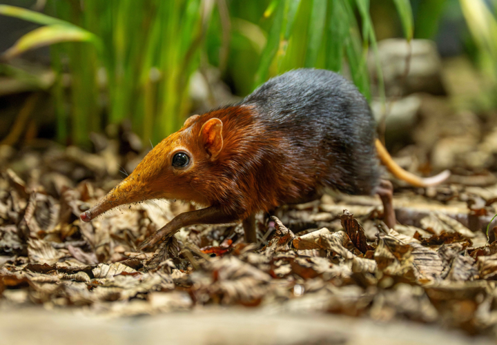 Zoo welcomes first-ever elephant shrew babies | National ...