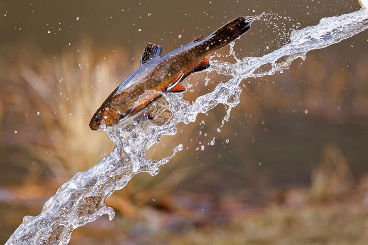 As state's largest trout hatchery begins renovation, what's in store ...