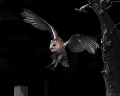 Cradle of Forestry Presents Winged Creatures of the Night Tour ...