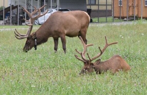 Close encounters of the elk kind ramp up in Maggie Valley | News ...