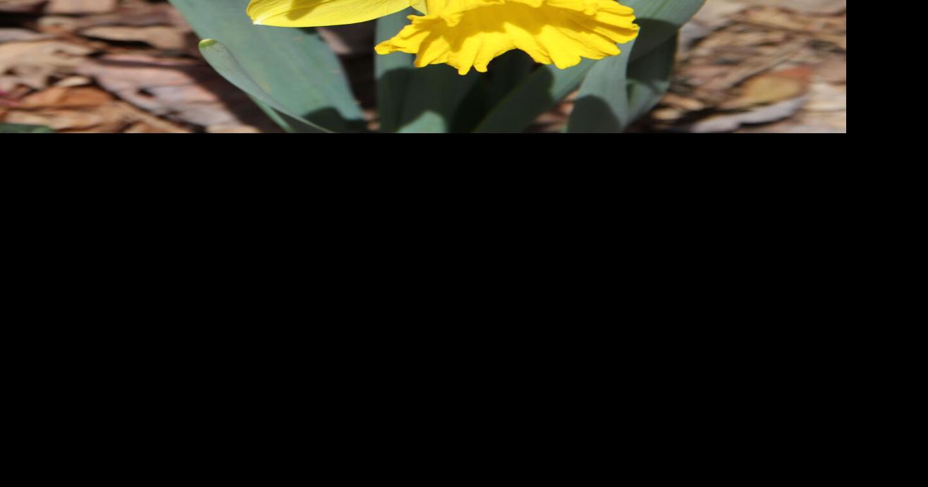 Learn to Grow: Extend your daffodil season | Outdoors | themountaineer.com