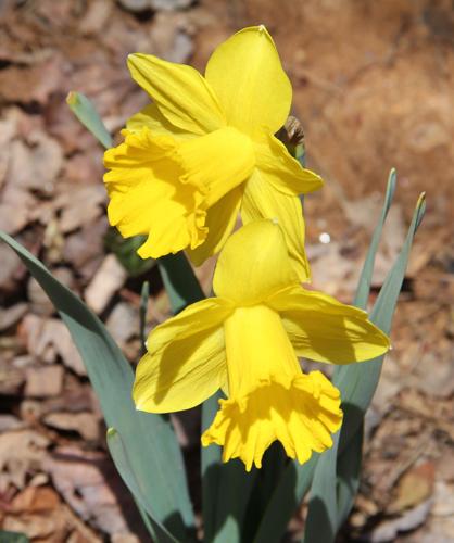 Learn to Grow: Extend your daffodil season | Outdoors | themountaineer.com