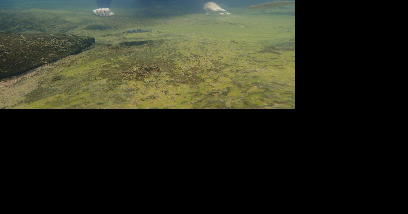 Through the fishes eye: Fresh water snorkeling in Canton | Outdoors ...