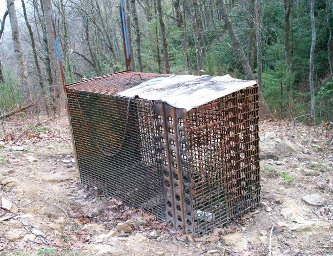 Federal, state officers catch bear poachers | News | themountaineer.com