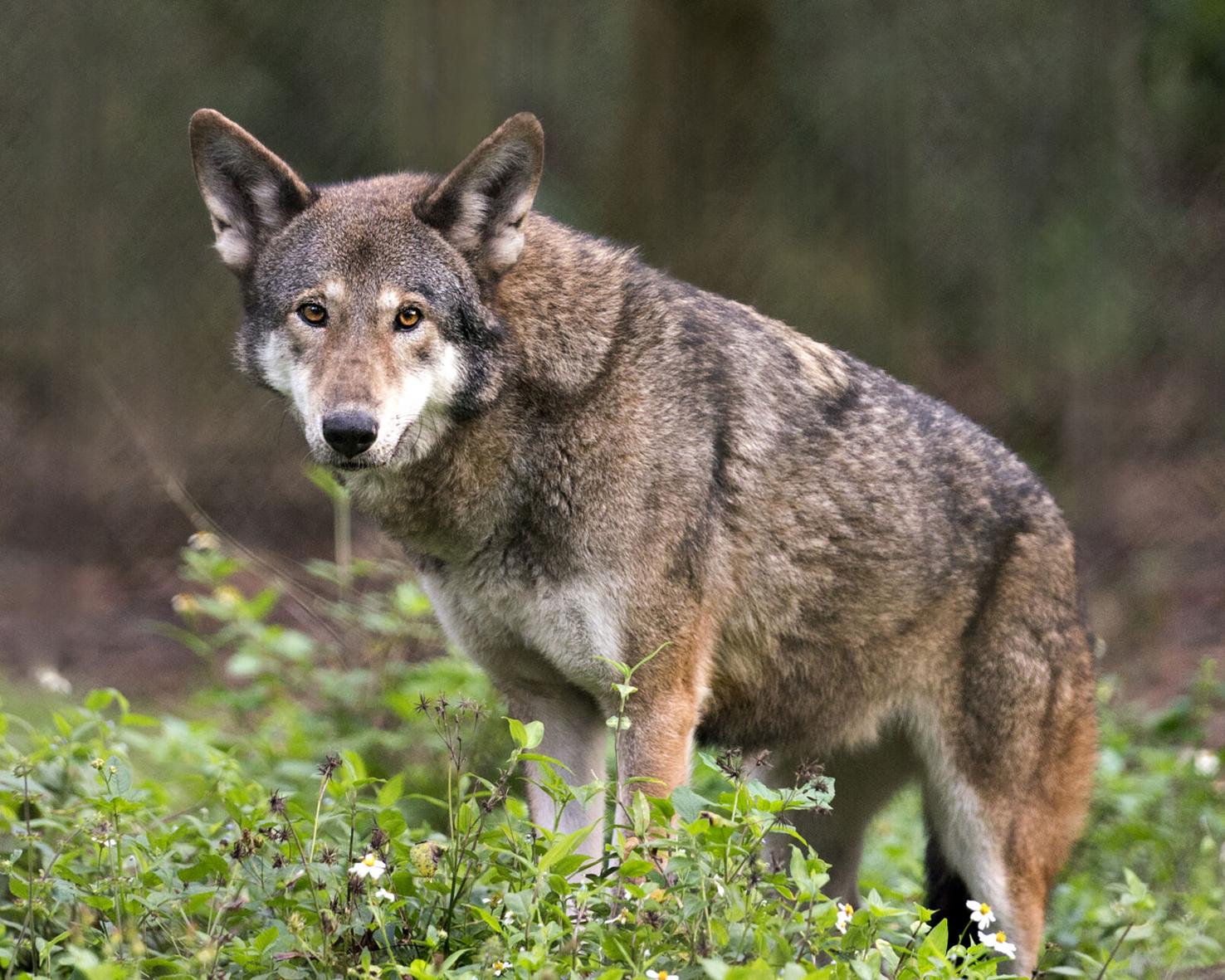 Virtual concert will raise money to preserve red wolves | Religion ...