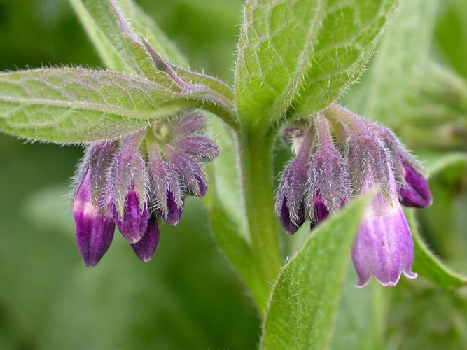 comfrey plugs