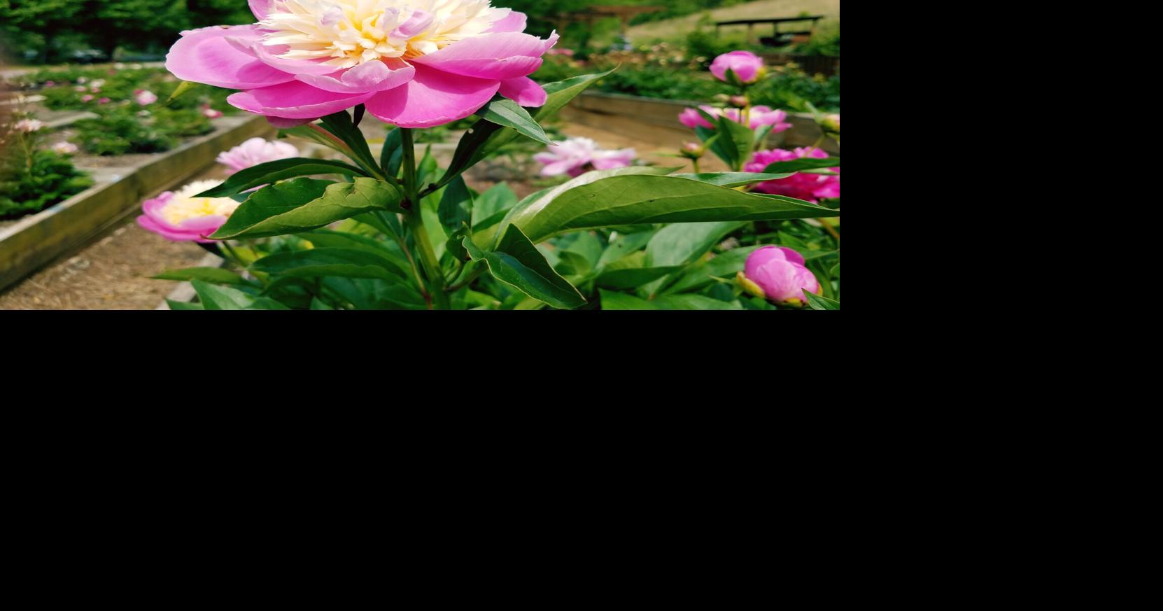 Peony paradise: 'Festival of Peonies in Bloom' during May at Wildcat ...