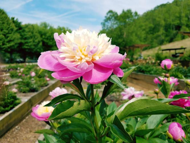 Peony paradise: 'Festival of Peonies in Bloom' during May at Wildcat ...