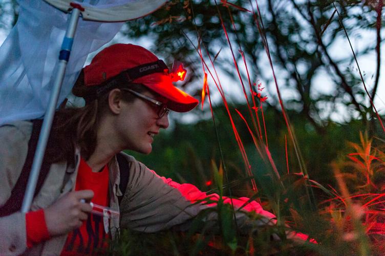 Are lightning bug populations declining? Tips to support firefly ...