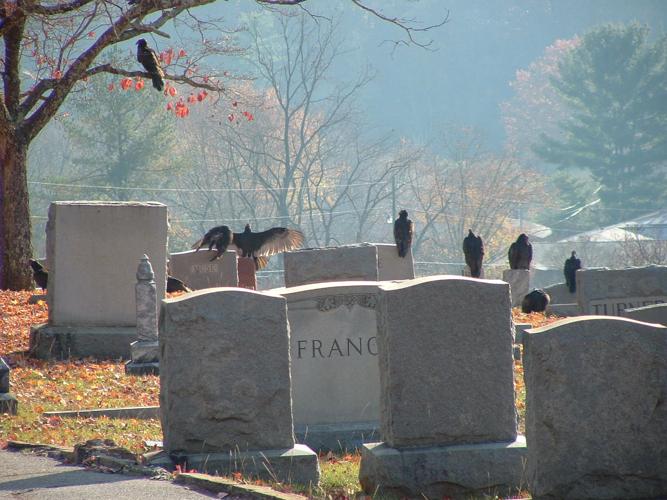 Buzzards hang out in cemetery on Halloween | News | themountaineer.com