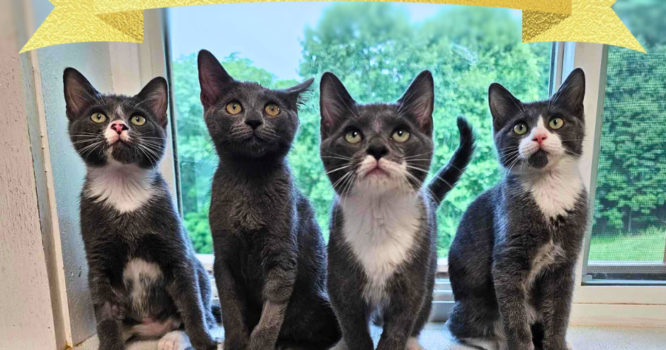 These loving kittens survived an ordeal, but now need a forever home ...