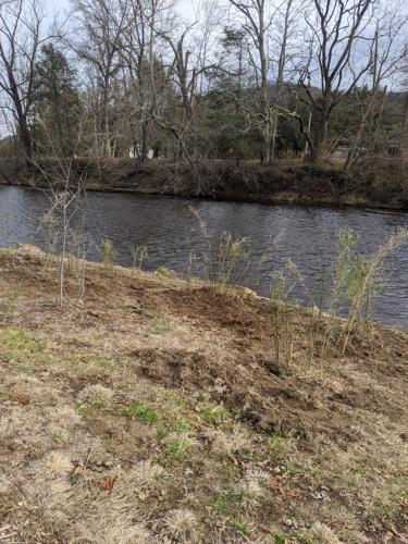 Native river cane makes a return to the Pigeon | Outdoors ...