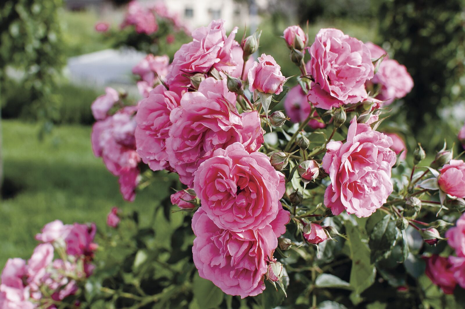 5 tips for taking care of rose bushes | Outdoors | themountaineer.com
