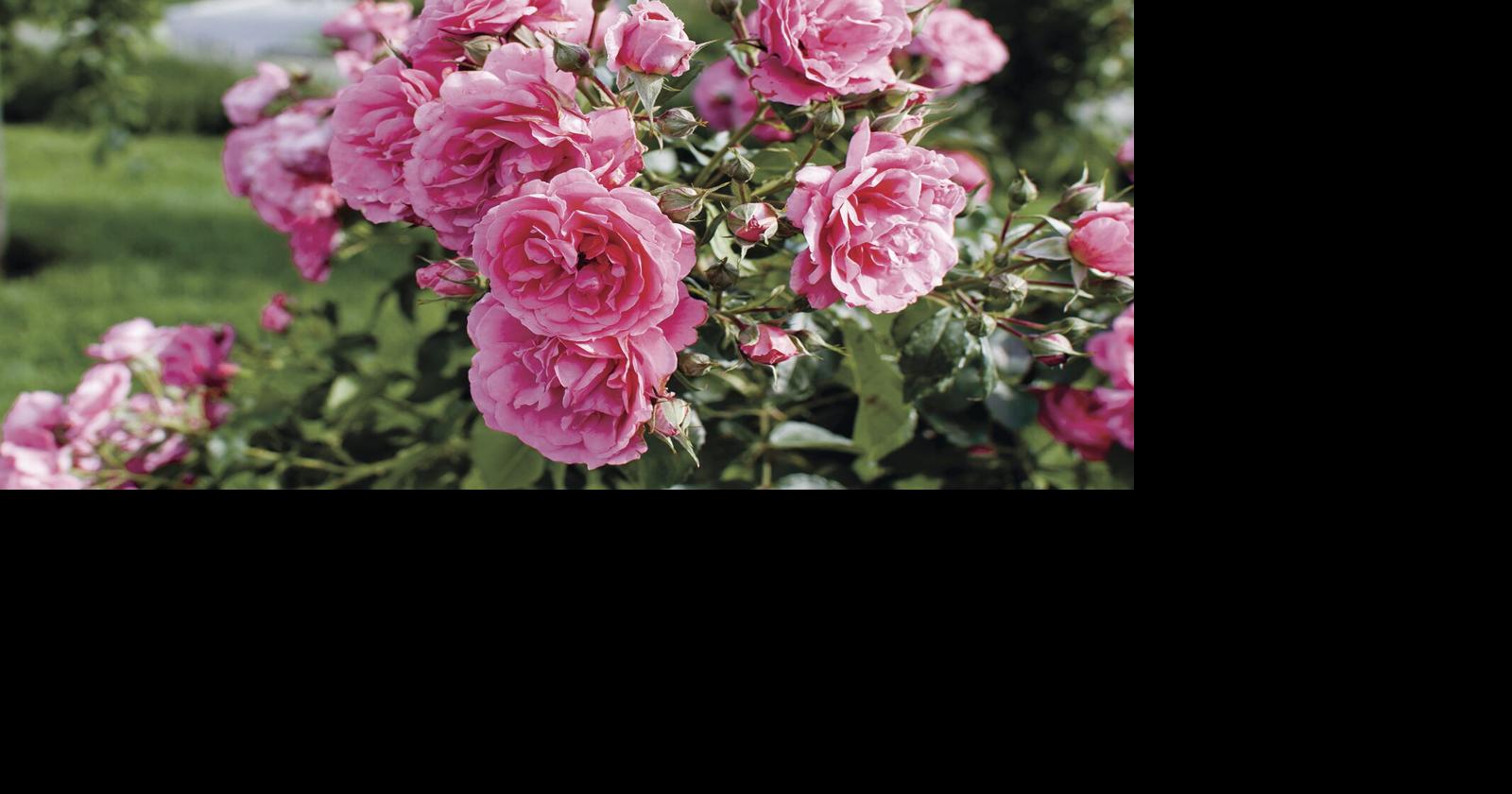5 tips for taking care of rose bushes | Outdoors | themountaineer.com