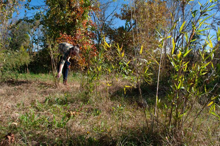 Grant brings river cane to Camp Henry, Lake Logan | Life ...