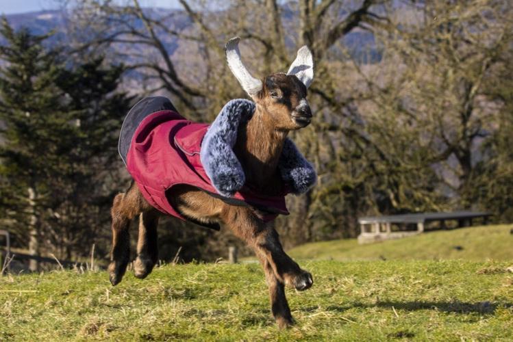 Baby goats wear coats to keep warm | National | themountaineer.com