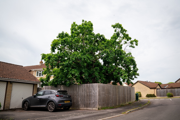 100-year-old oak tree saved despite damaging woman’s house | National ...