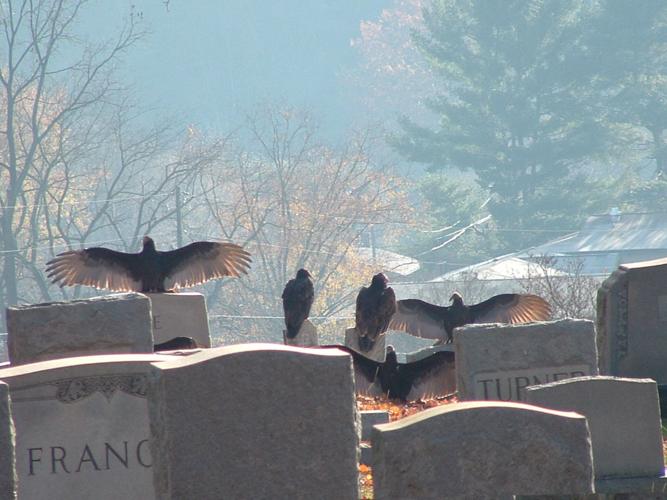 Buzzards hang out in cemetery on Halloween | News | themountaineer.com