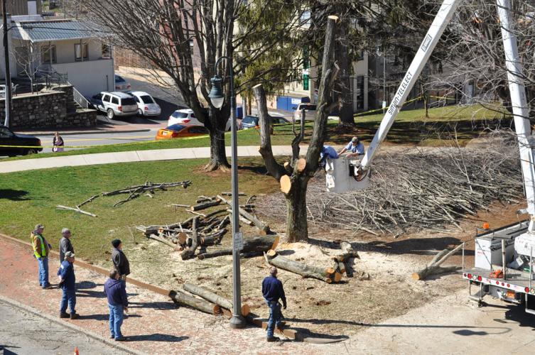 County cuts down courthouse trees | News | themountaineer.com