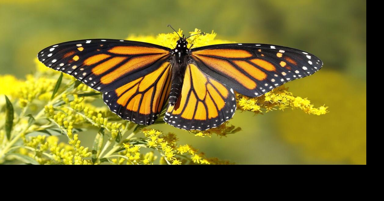 Cradle of Forestry hosts Monarch program | News | themountaineer.com
