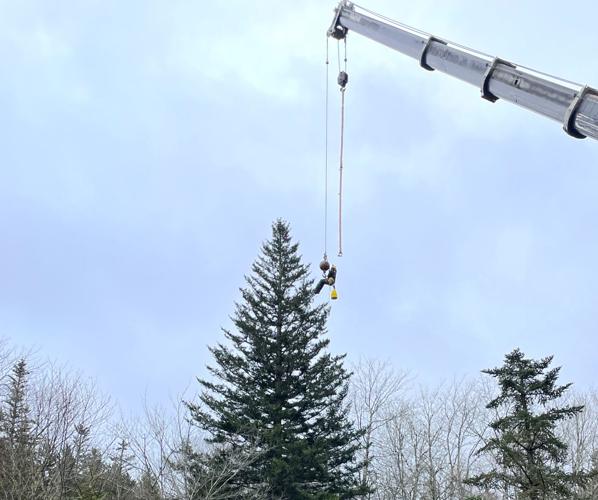 So long, Ruby! How a tree from Haywood County tree was chosen for the U ...