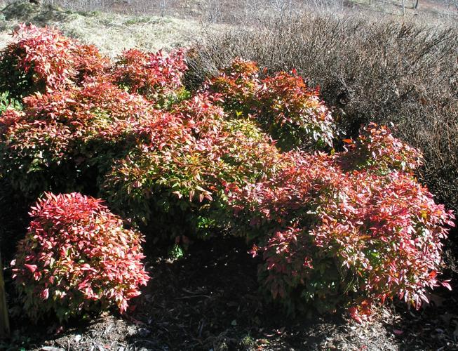 Plant colorful evergreen shrubs to liven up the landscape | Lifestyles ...
