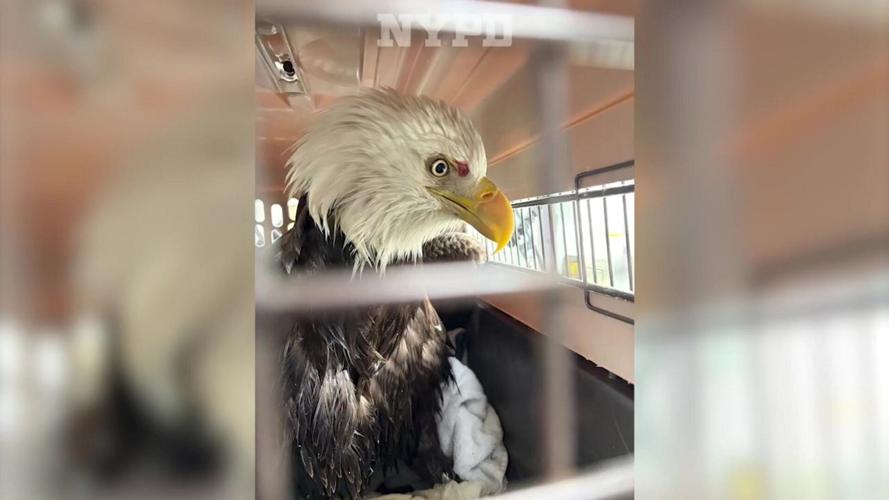 Eagle-eyed NYPD saves stranded bird on icy New York river | National ...