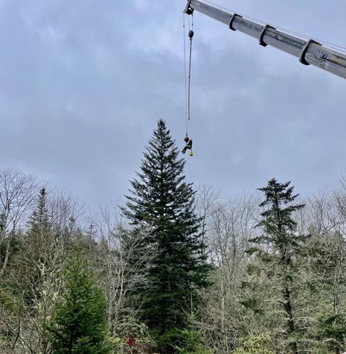 So long, Ruby! How a tree from Haywood County tree was chosen for the U ...