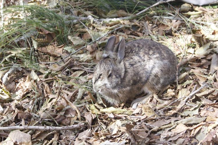 To save the imperiled Appalachian cottontail, the first step is finding ...