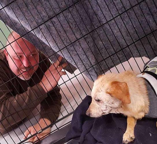 County seeks new animal services director | News | themountaineer.com