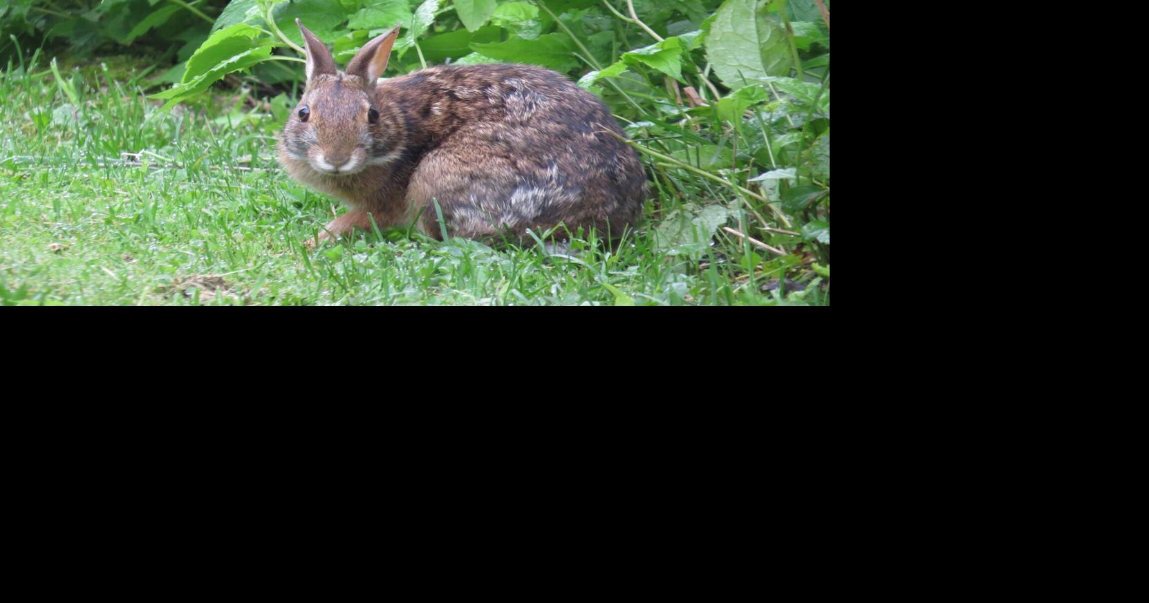To save the imperiled Appalachian cottontail, the first step is finding ...