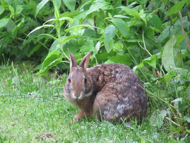 To save the imperiled Appalachian cottontail, the first step is finding ...