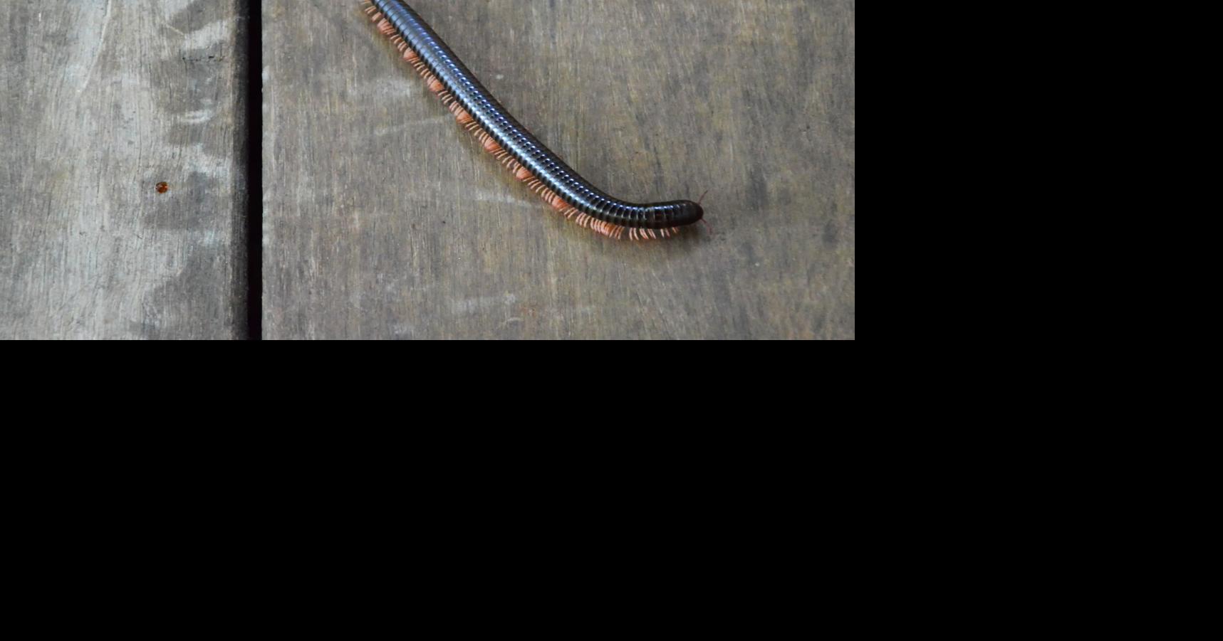 Learn to Grow: Dealing with Millipedes | Outdoors | themountaineer.com