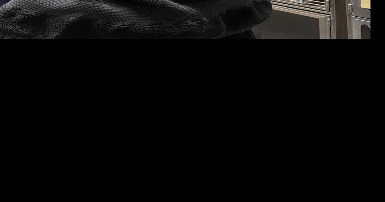 Behind the scenes of the pet intake process at Haywood County animal ...