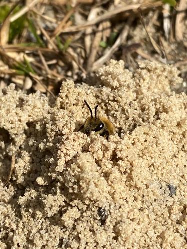 The buzz about burrowing bees | Outdoors | themountaineer.com