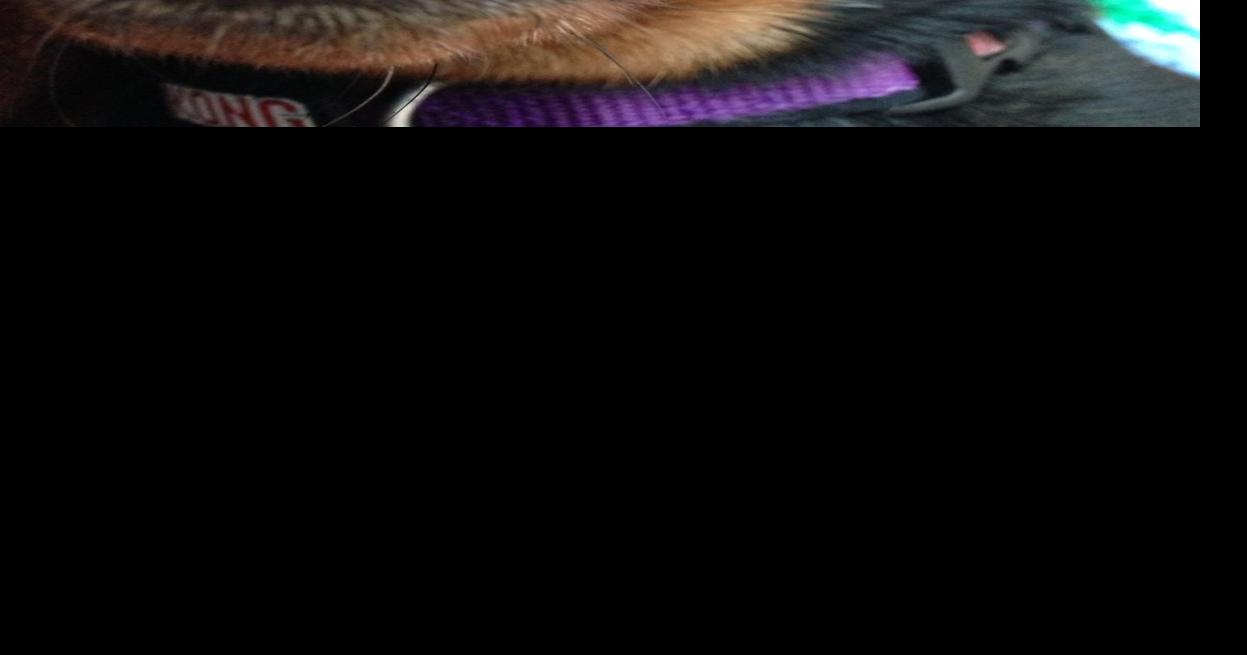 That crazy animal Pet Bloopers Photo Contest winners | Lifestyles ...