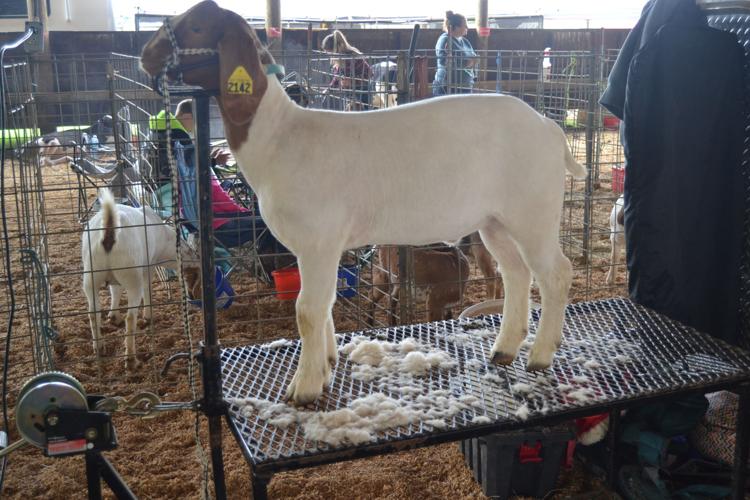 Family Day at the Fair | Life | themountaineer.com
