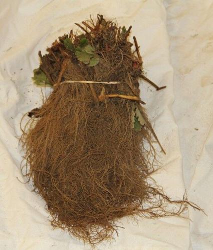 Haywood Plant Clinic Q&A: How do I handle bare root plants this spring ...