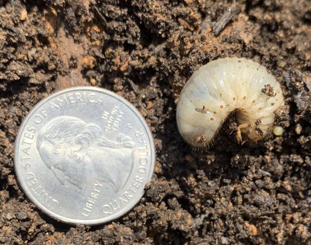 Q&A with the Haywood Plant Clinic | Life | themountaineer.com