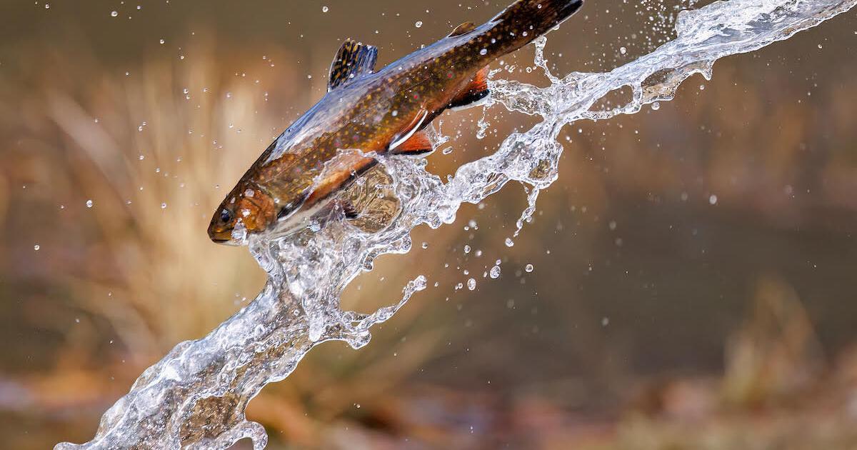 As catch-and-release trout fishing season begins, an update on ...