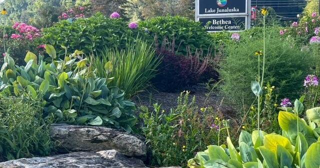 Snag perennials from Lake Junaluska's gardens at fall plant sale | Life ...