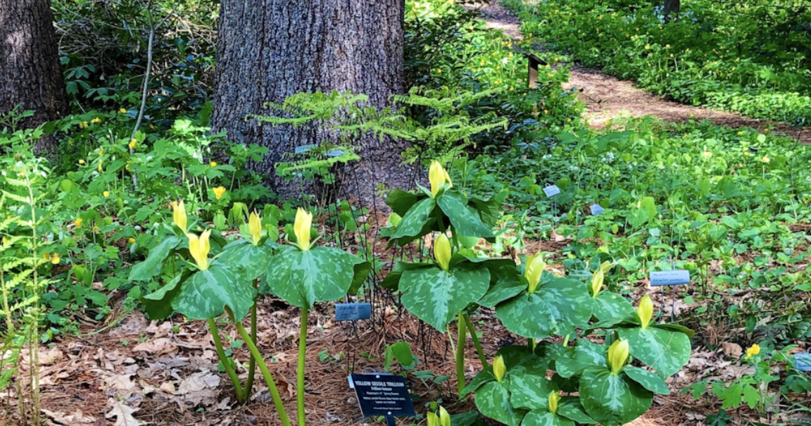 From seed to soil: native plant propagation and garden work day at ...
