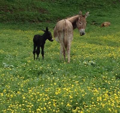 STAR donkey saga continues It's a boy | Lifestyles | themountaineer.com