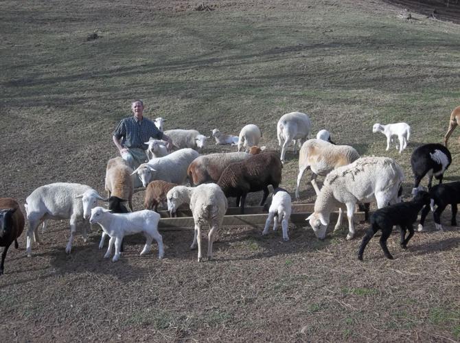 Modern day shepherd Long reflects on 43 years of raising sheep ...