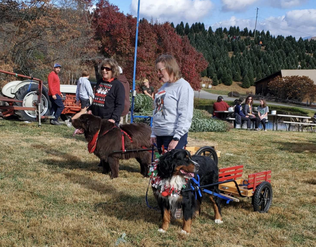 PHOTO GALLERY: Newfoundlands pull trees at Boyd's Tree Farm | Life ...