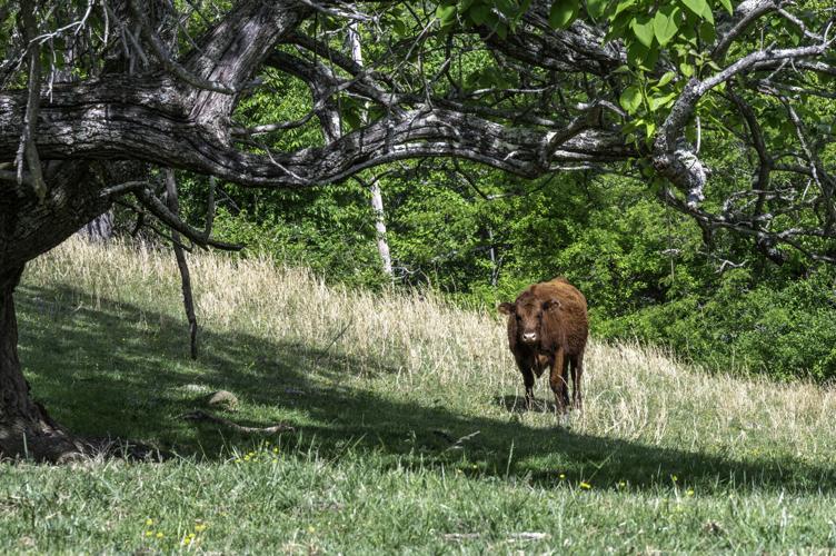 Forever a farm: Family with lineage dating to first Haywood settlers ...