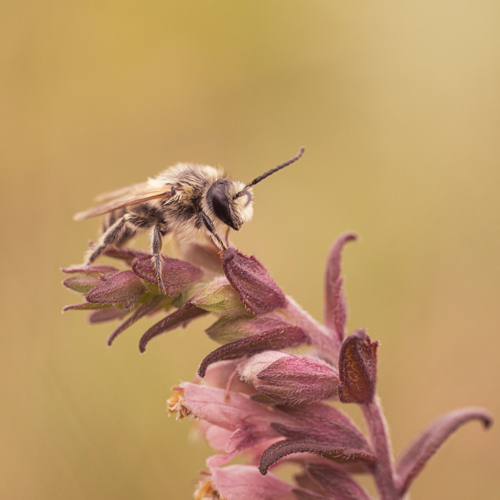 Rare bee species reappears in biodiversity win | National ...