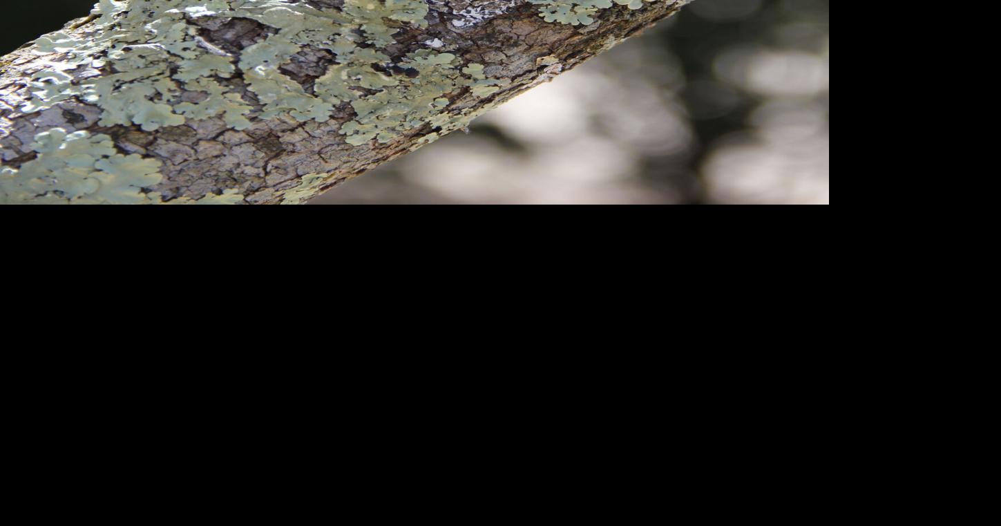 Column: Learn to grow: Lichens | Outdoors | themountaineer.com